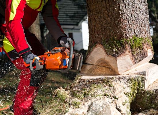 Tree Fellers for Safe and Efficient Tree Removal - GTF Projects