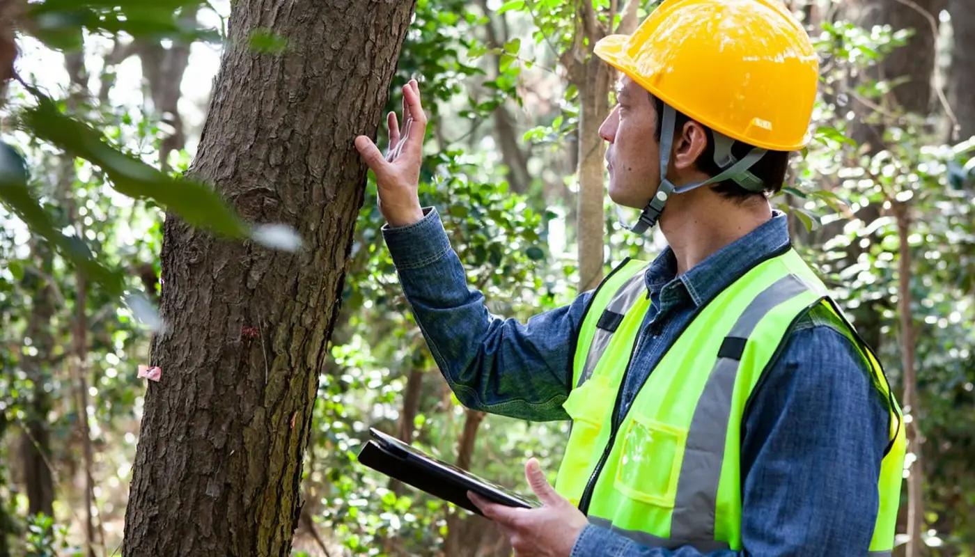 The Importance of Regular Tree Health Checks - GTF Projects